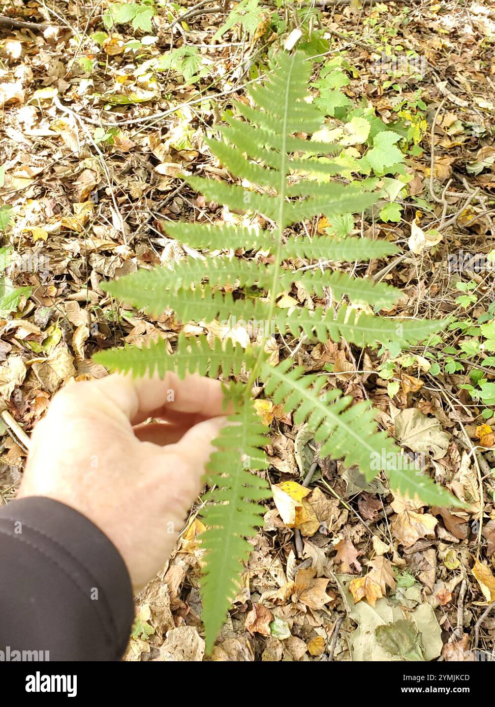 broad beech fern (Phegopteris hexagonoptera Stock Photo - Alamy
