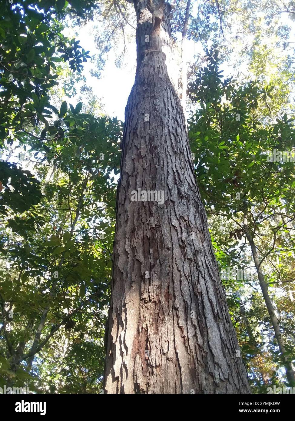 white oak (Quercus alba Stock Photo - Alamy
