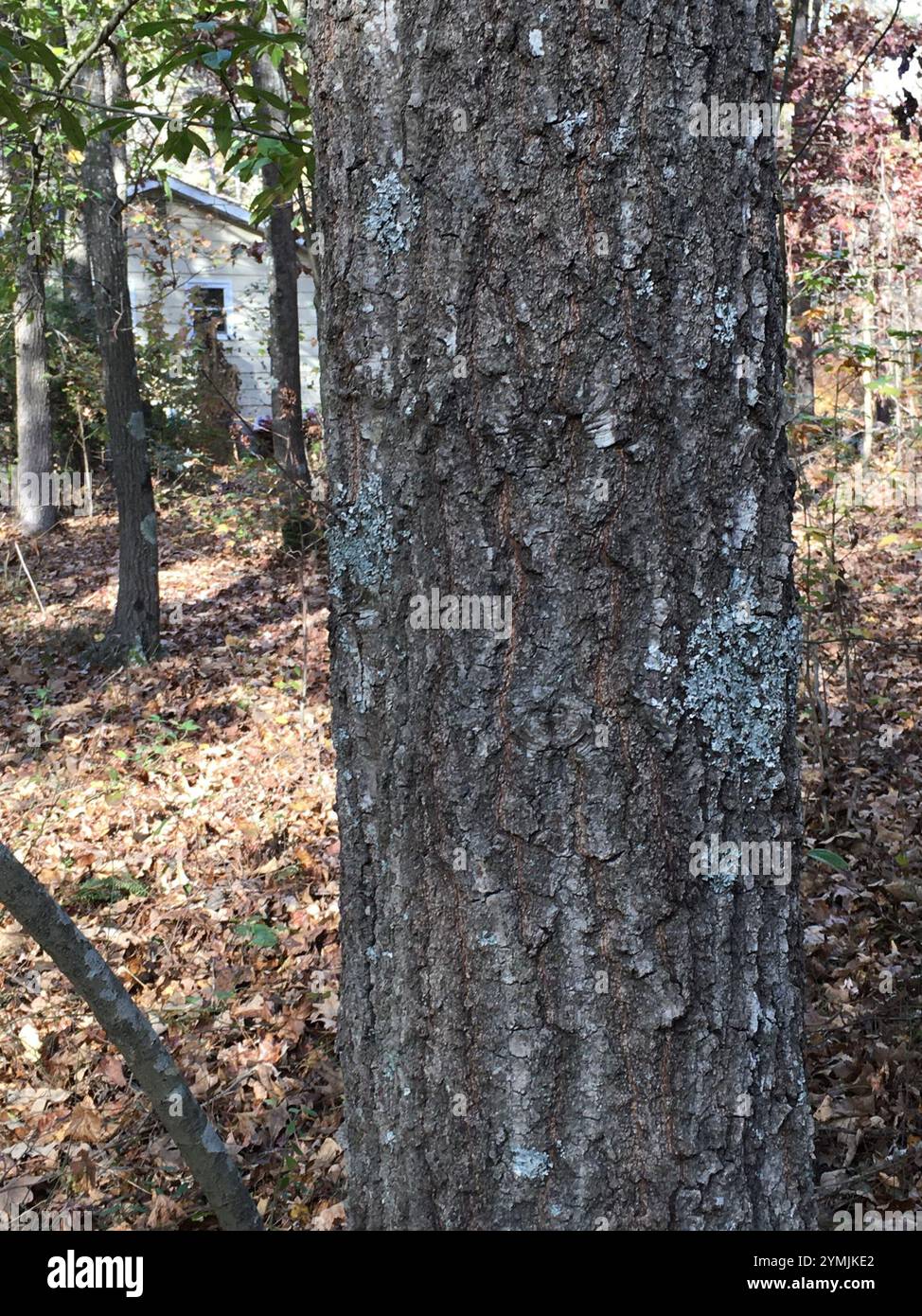 water oak (Quercus nigra Stock Photo - Alamy