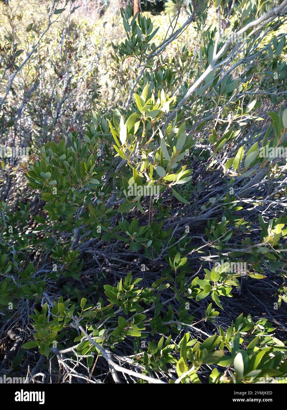 huckleberry oak (Quercus vacciniifolia Stock Photo - Alamy