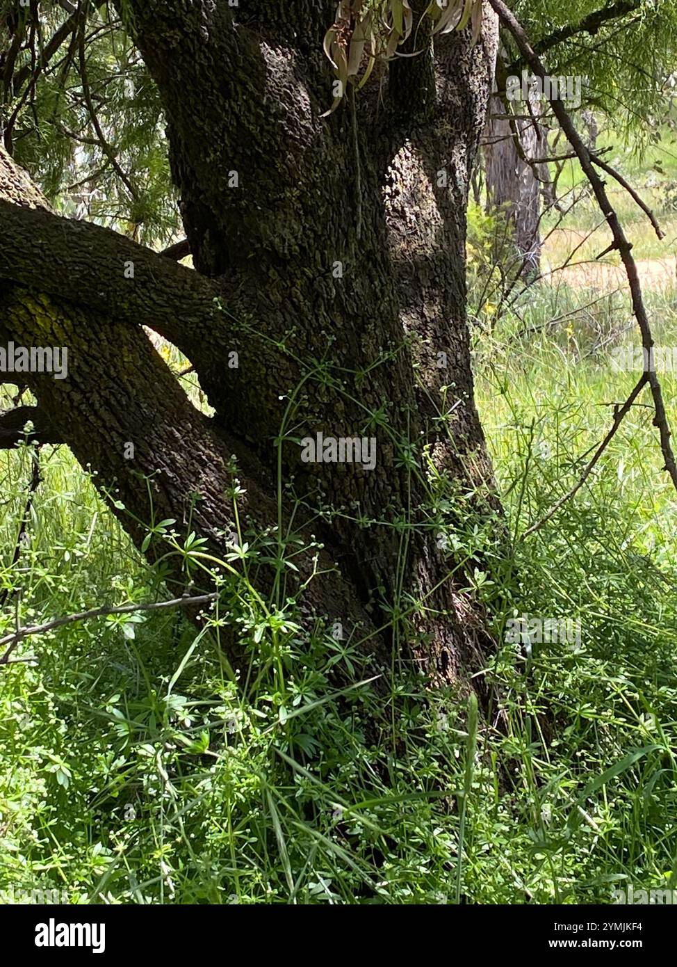 Exocarpos cupressiformis hi-res stock photography and images - Alamy