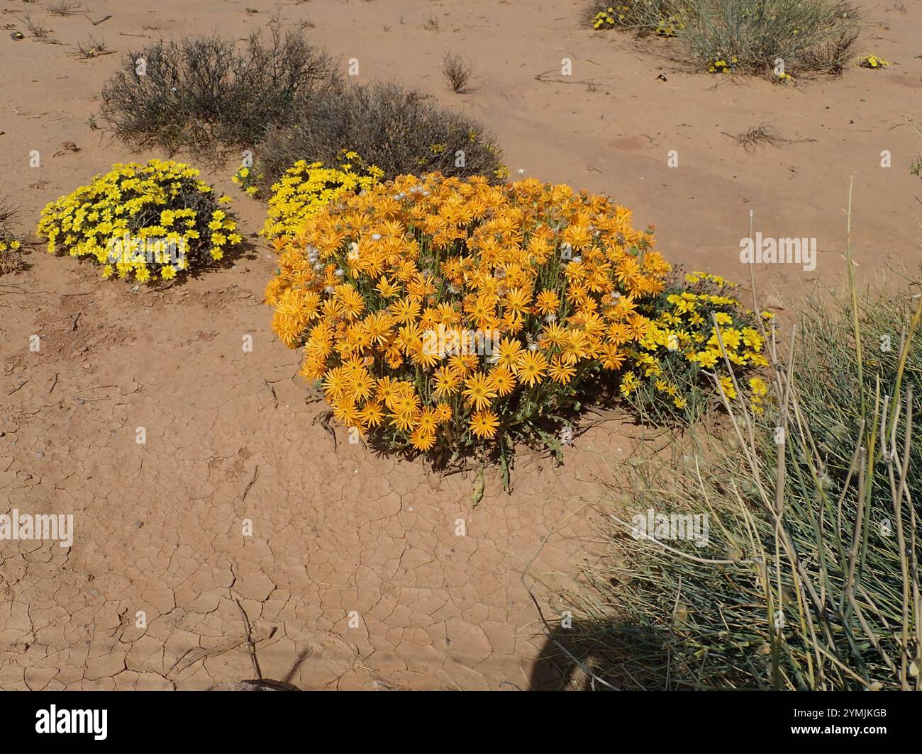 Karoo African Daisy (Arctotis leiocarpa Stock Photo - Alamy