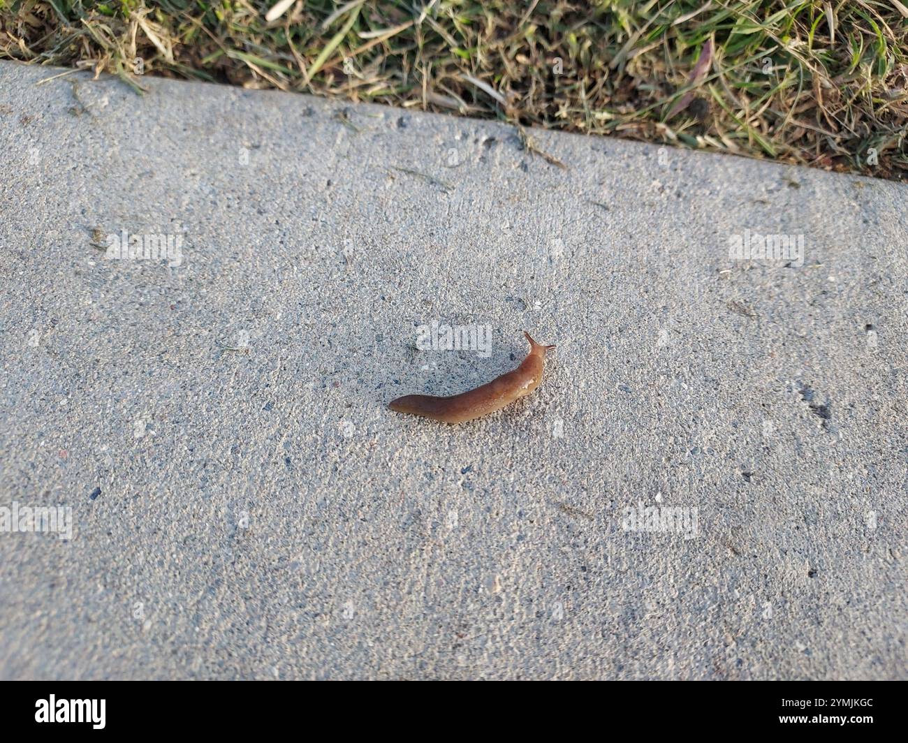 Threeband Slugs (Ambigolimax Stock Photo - Alamy