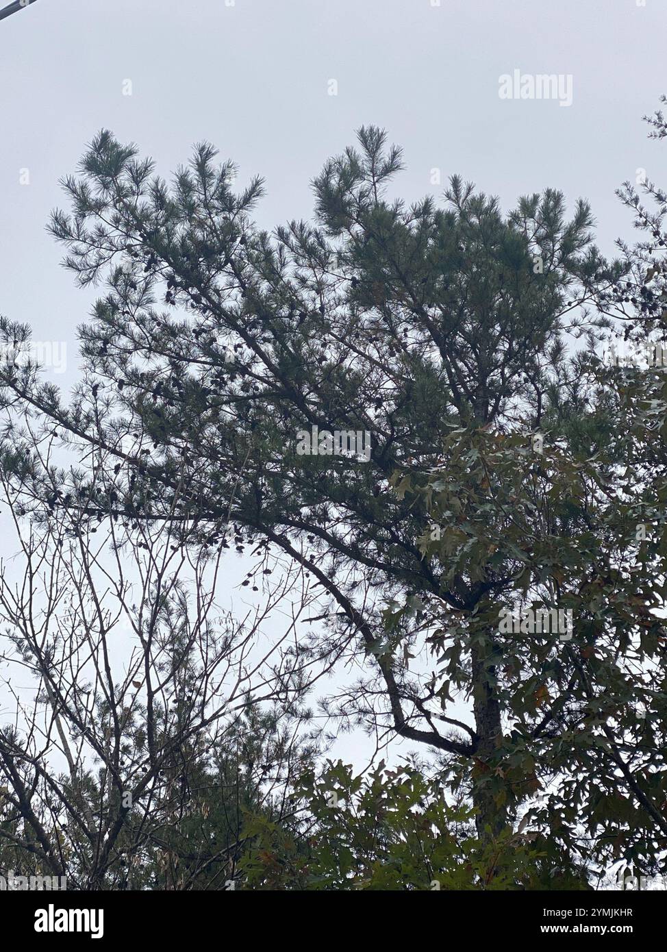 Shortleaf pine pinus echinata hi-res stock photography and images - Alamy