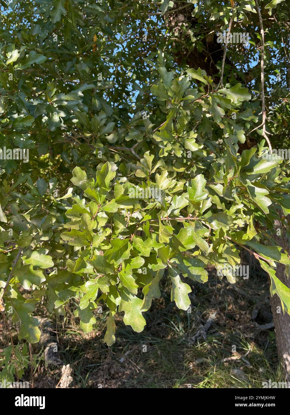 water oak (Quercus nigra Stock Photo - Alamy