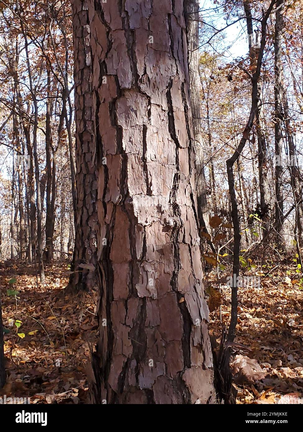 shortleaf pine (Pinus echinata Stock Photo - Alamy