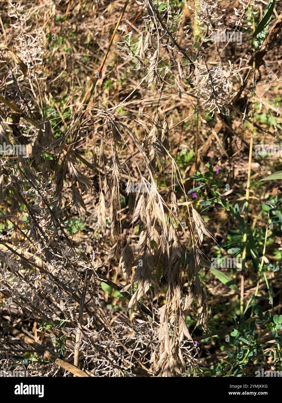 Japanese brome (Bromus japonicus Stock Photo - Alamy