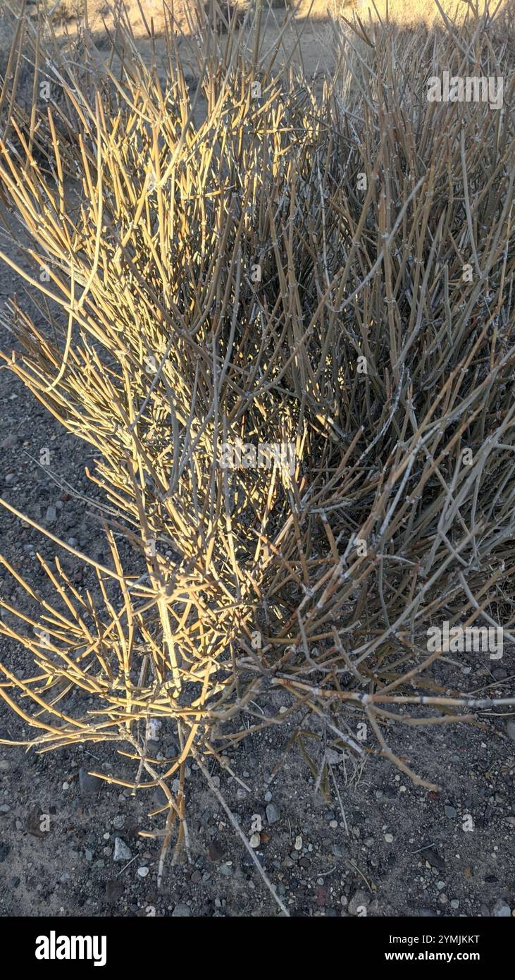 Nevada Jointfir (Ephedra nevadensis Stock Photo - Alamy