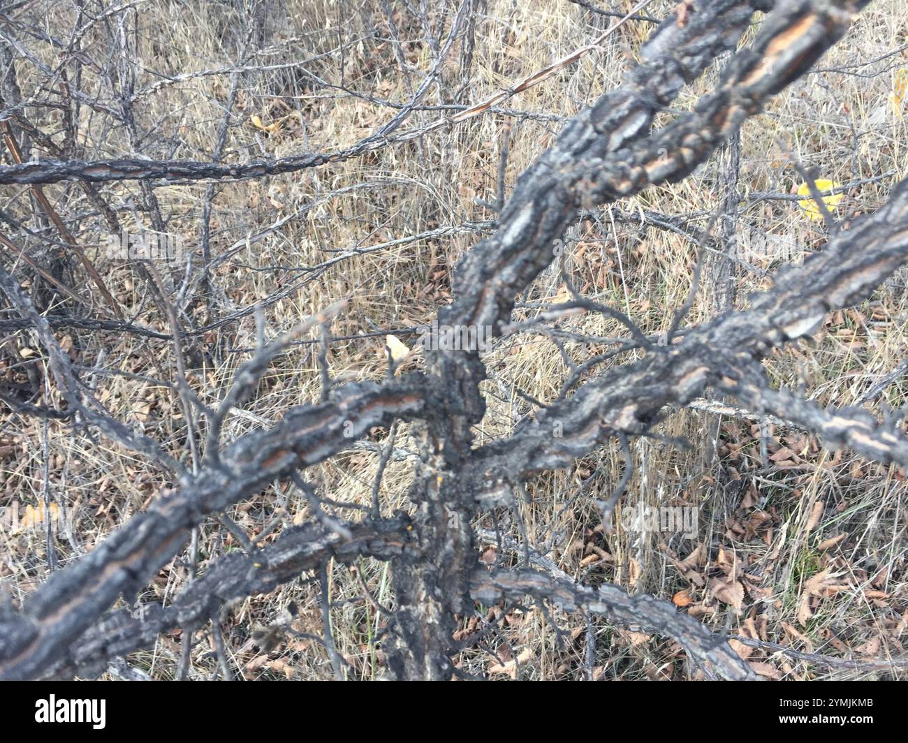 Family ulmaceae hi-res stock photography and images - Alamy