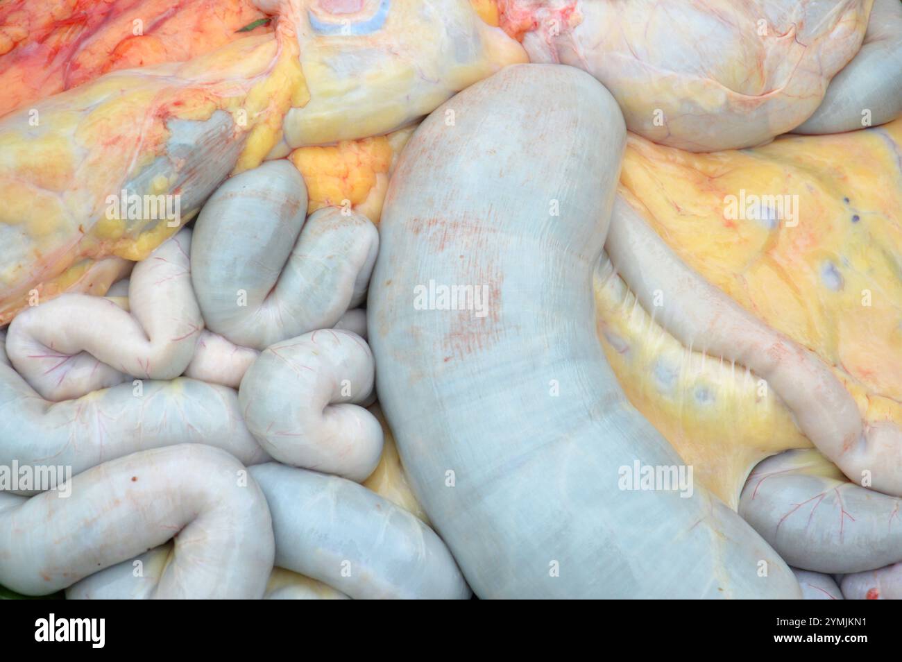 cow intestines in the abdomen Stock Photo - Alamy