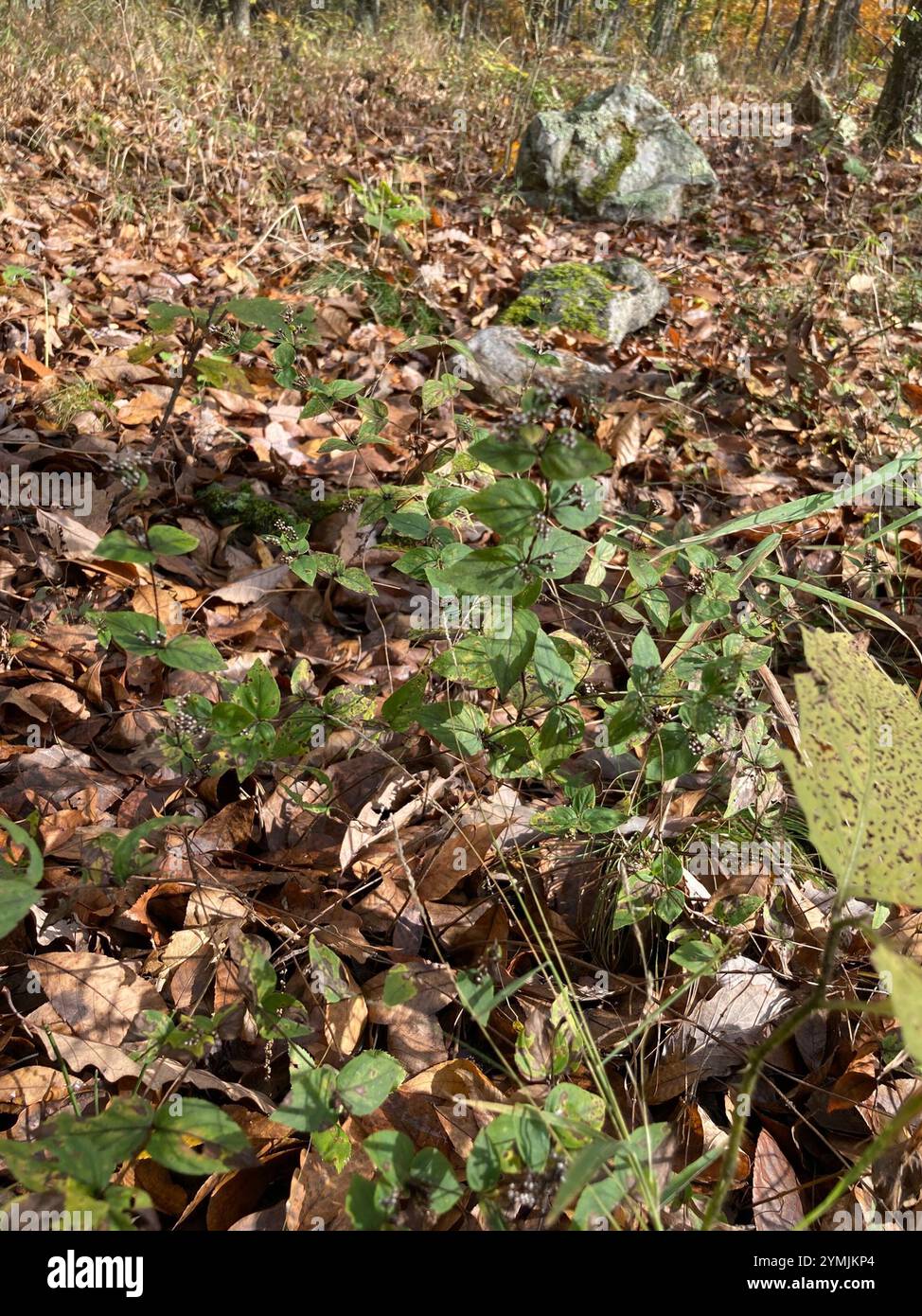 common dittany (Cunila origanoides Stock Photo - Alamy