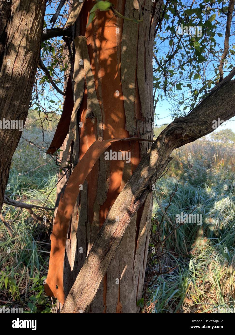 Planera aquatica hi-res stock photography and images - Alamy