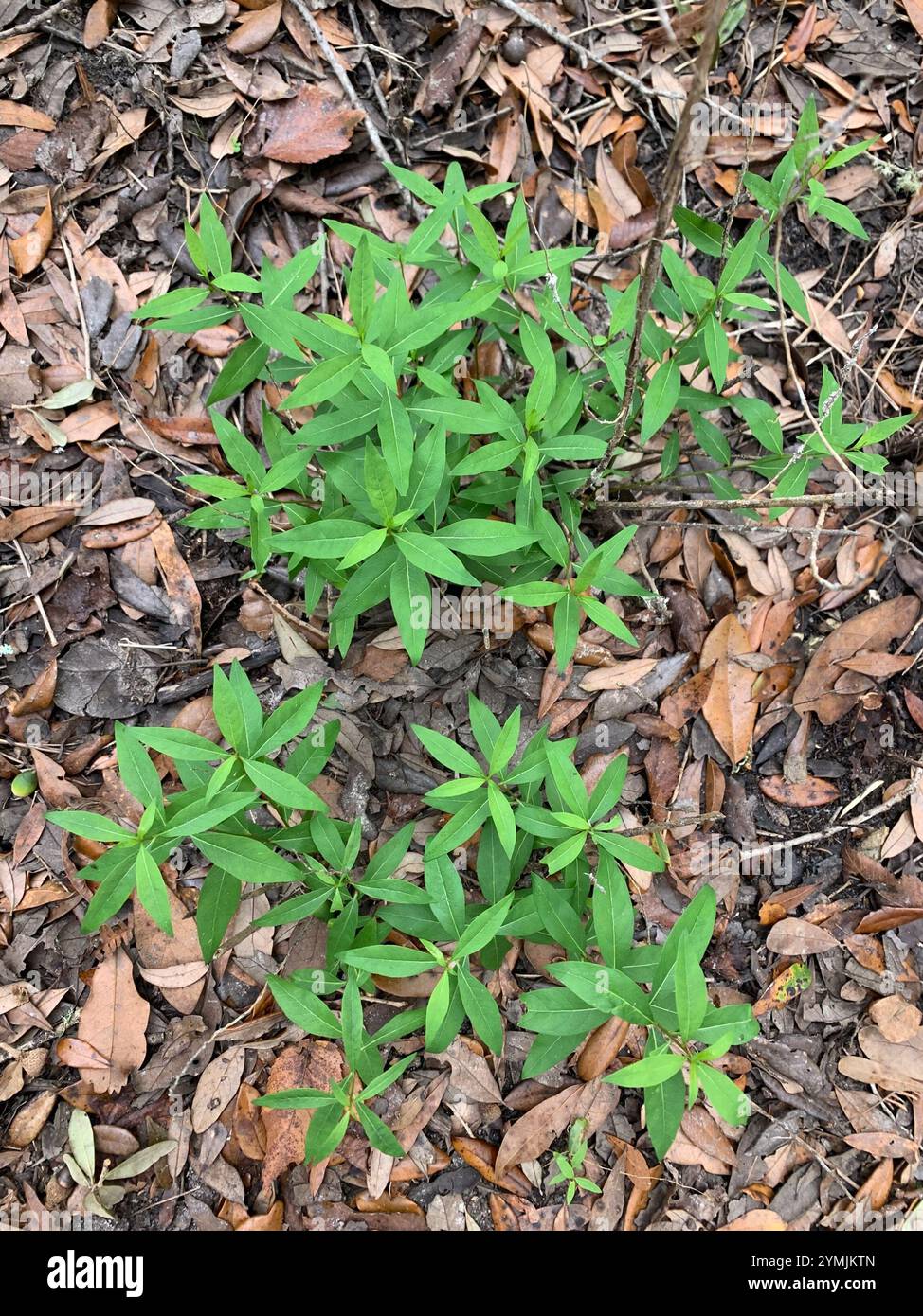 eastern bluestar (Amsonia tabernaemontana Stock Photo - Alamy
