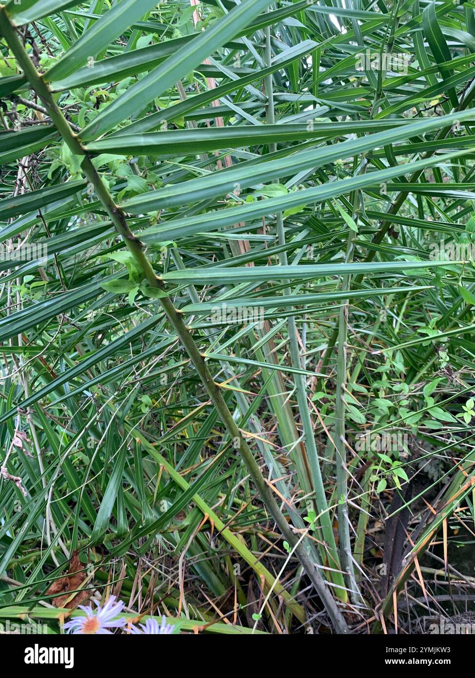 Reclining Date Palm (Phoenix reclinata Stock Photo - Alamy