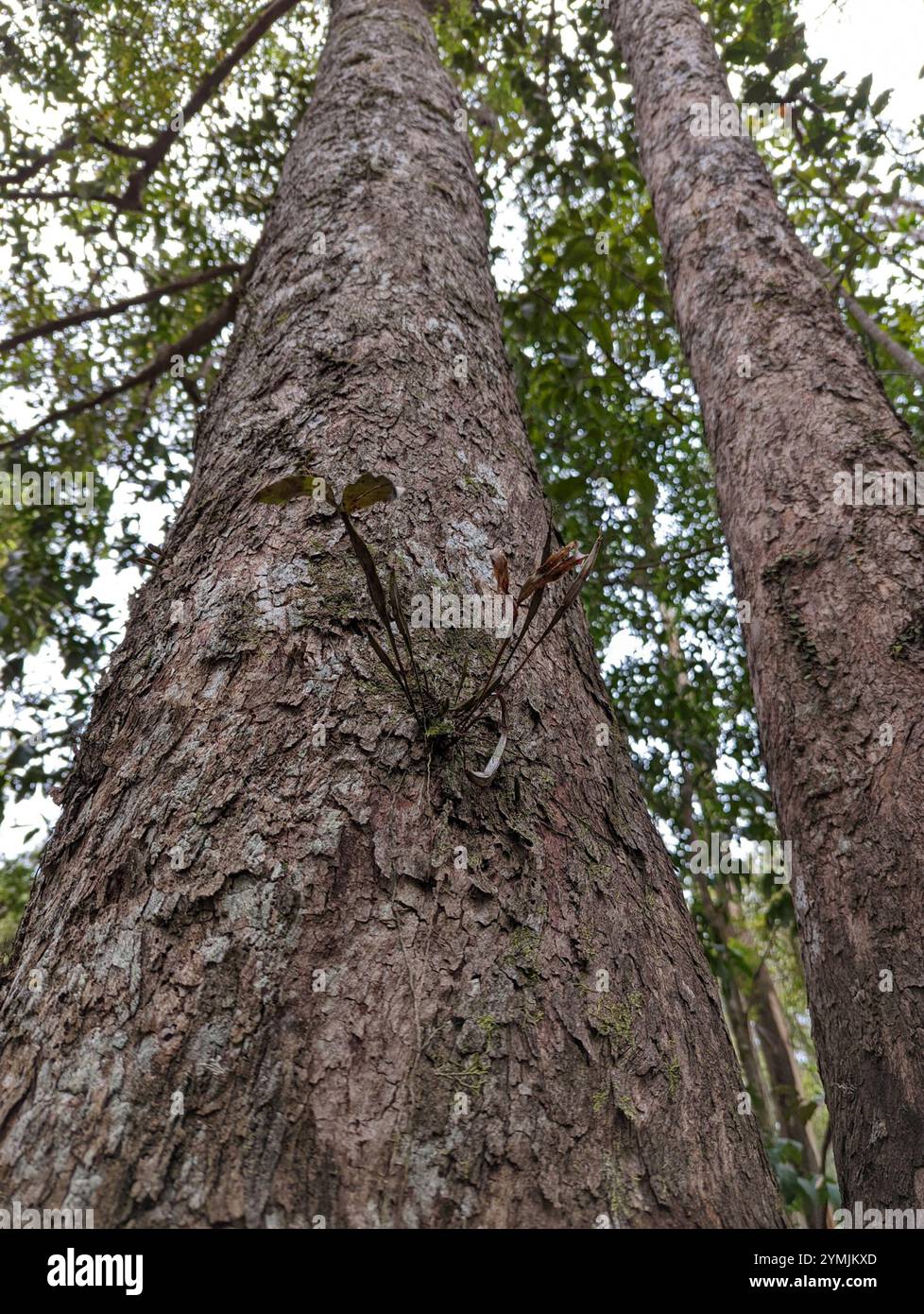 Tree Spider Orchid (Dendrobium tetragonum Stock Photo - Alamy