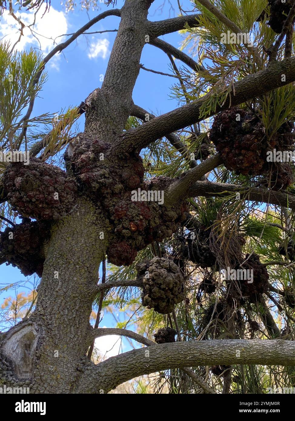 Exocarpos cupressiformis hi-res stock photography and images - Alamy