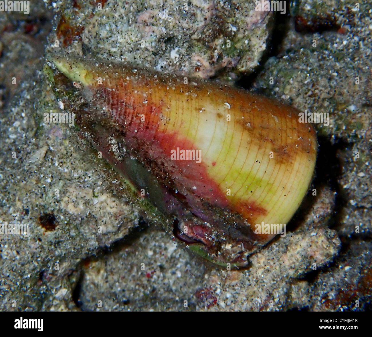 Cone Snails (Conidae Stock Photo - Alamy