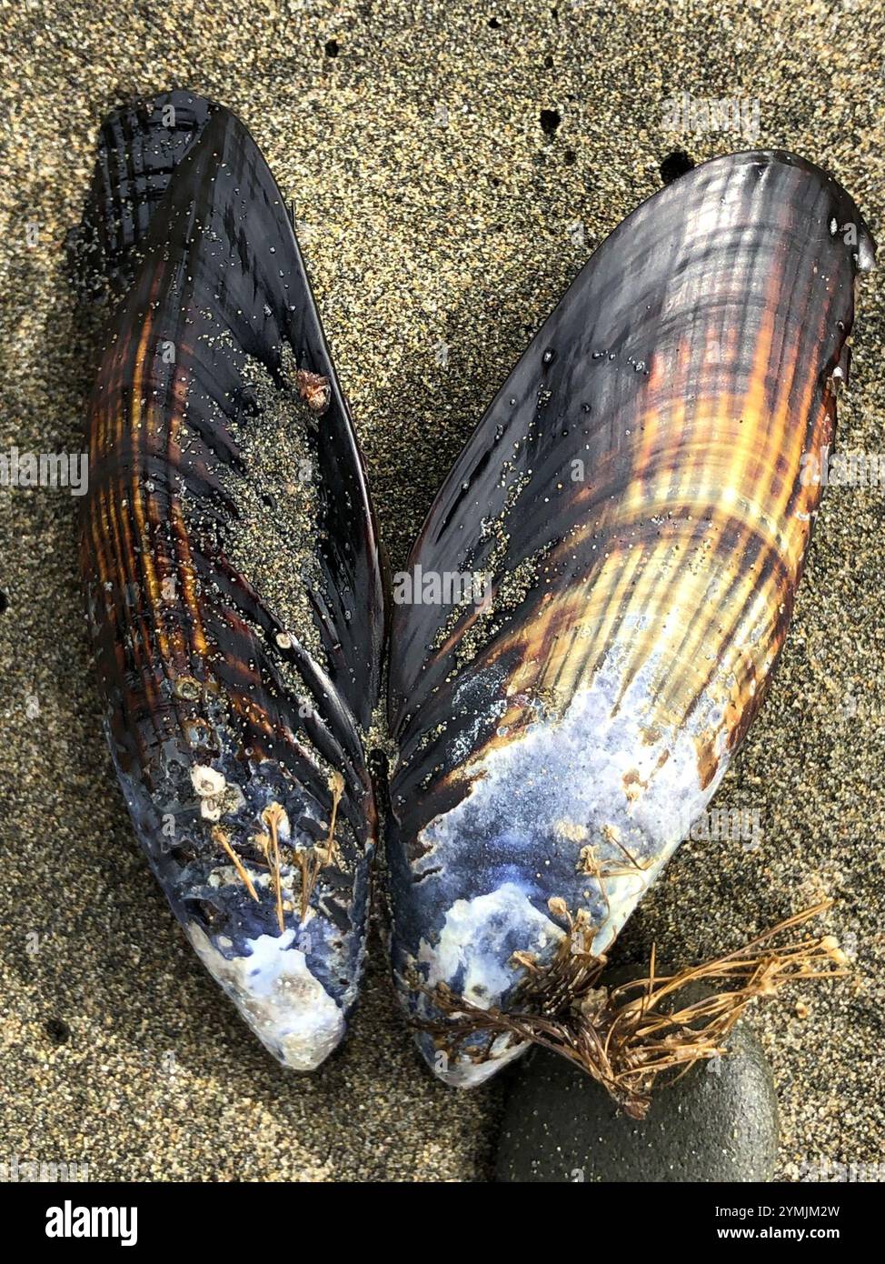 California Mussel (Mytilus californianus Stock Photo - Alamy