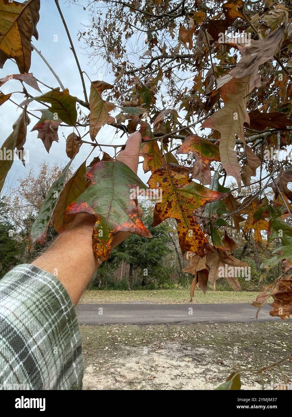 cherrybark oak (Quercus pagoda Stock Photo - Alamy