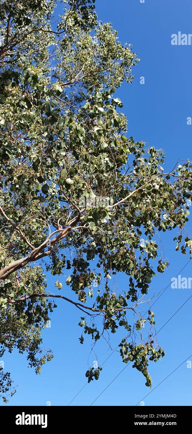 Poplar box hi-res stock photography and images - Alamy