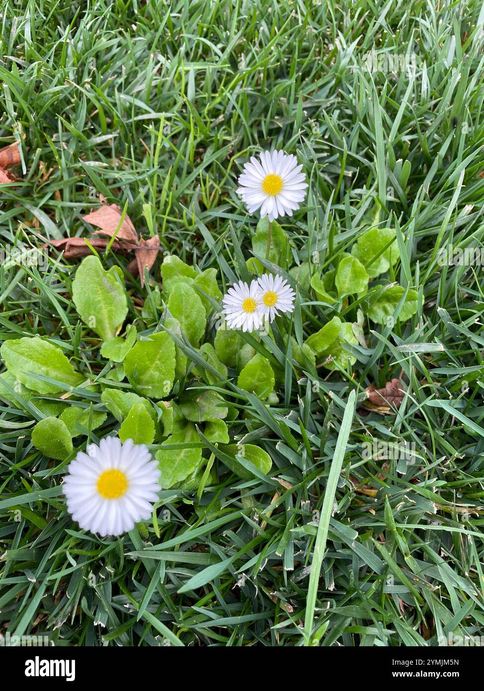 Lawn daisy (Bellis perennis Stock Photo - Alamy