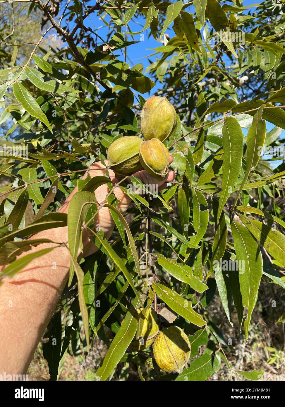 Carya aquatica hi-res stock photography and images - Alamy