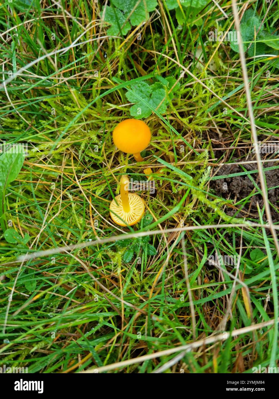 Butter waxcap hi-res stock photography and images - Alamy