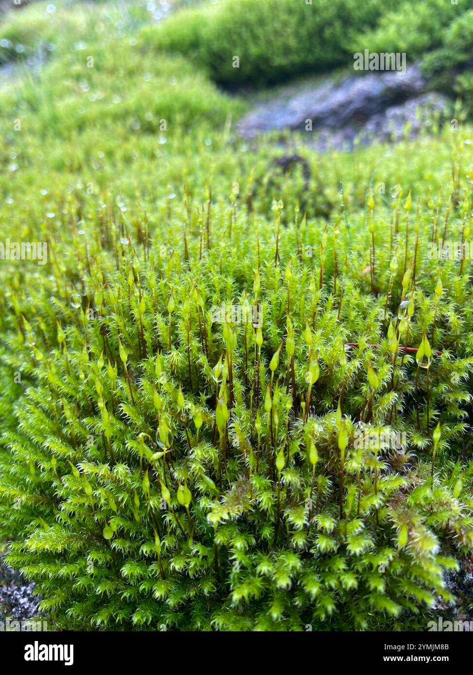 Yellow-green Rock Moss (Racomitrium heterostichum Stock Photo - Alamy