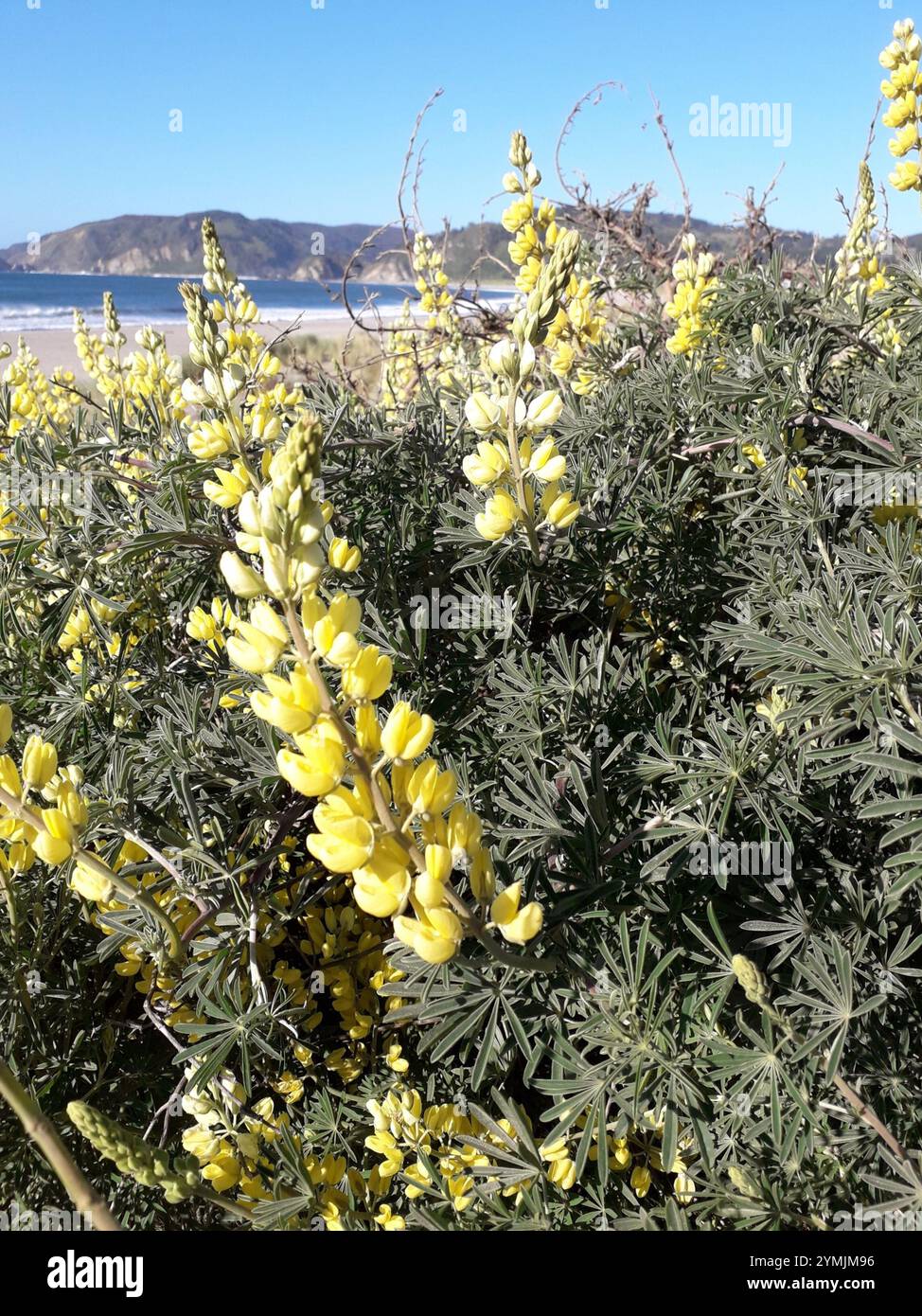 coastal bush lupine (Lupinus arboreus Stock Photo - Alamy