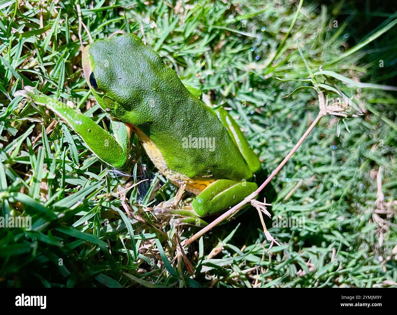 Southern Walking Leaf Frog (Phyllomedusa iheringii Stock Photo - Alamy