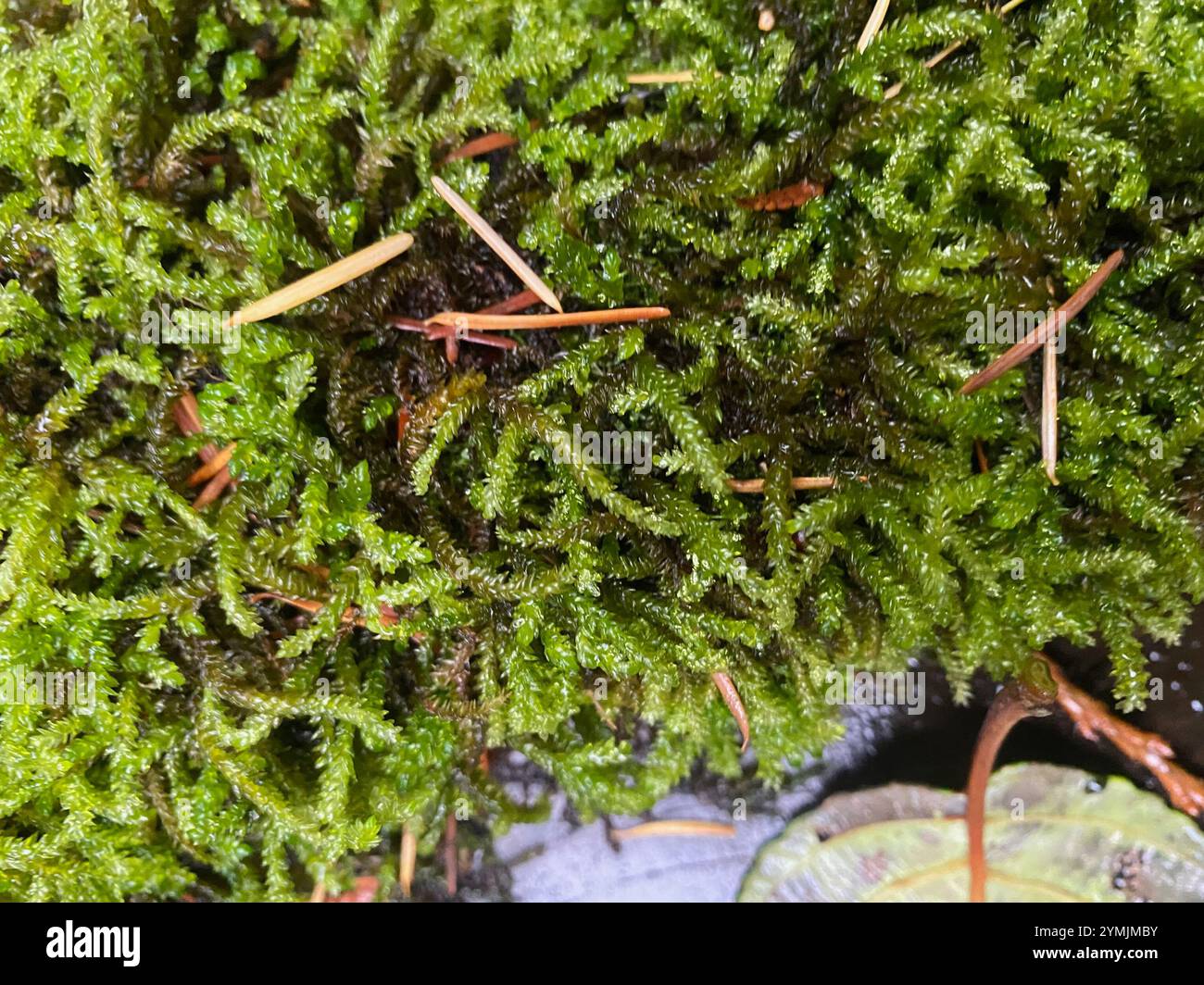 obtuseleaf scleropodium moss (Scleropodium obtusifolium Stock Photo - Alamy