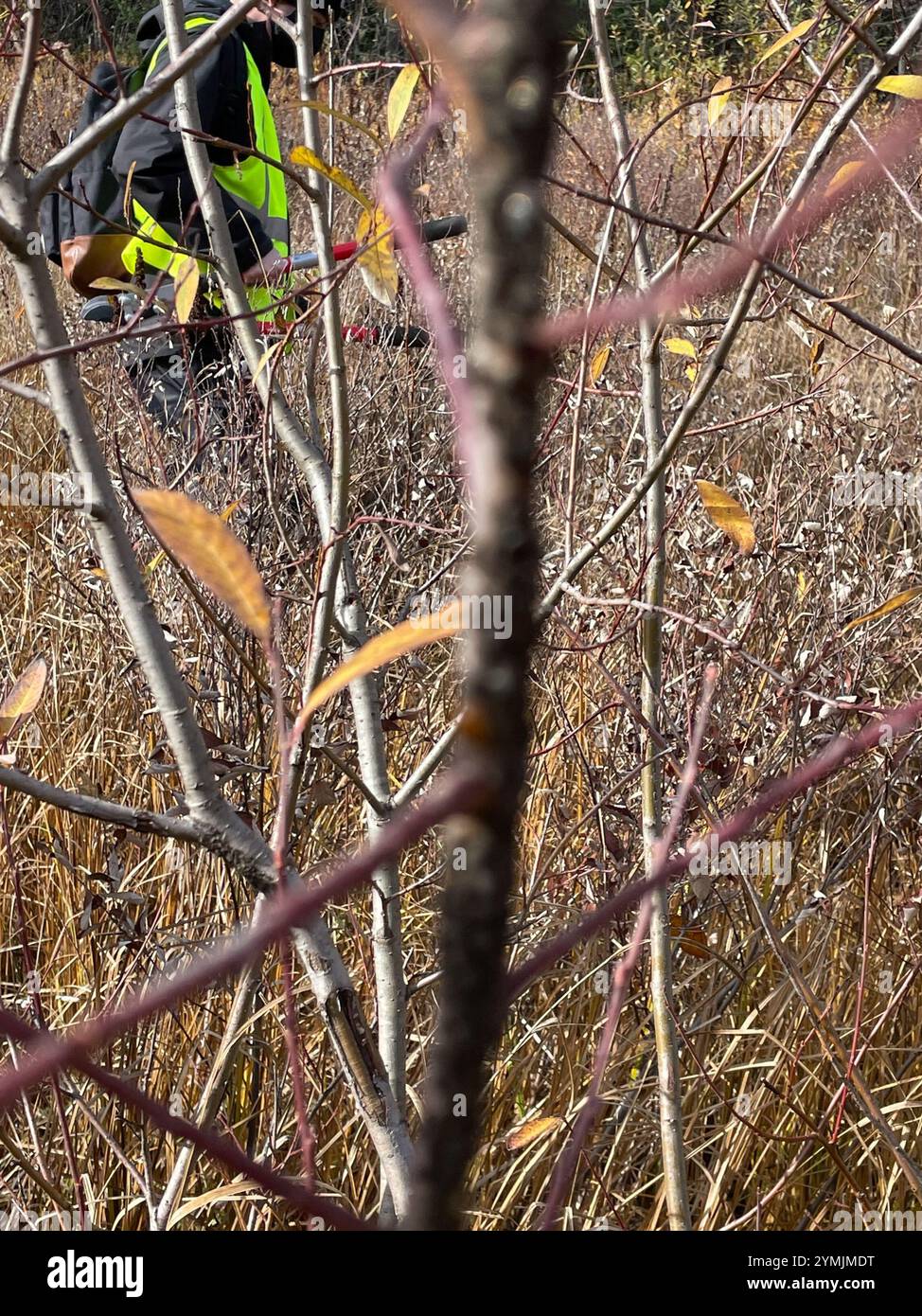 Giant Willow Aphid (Tuberolachnus salignus Stock Photo - Alamy