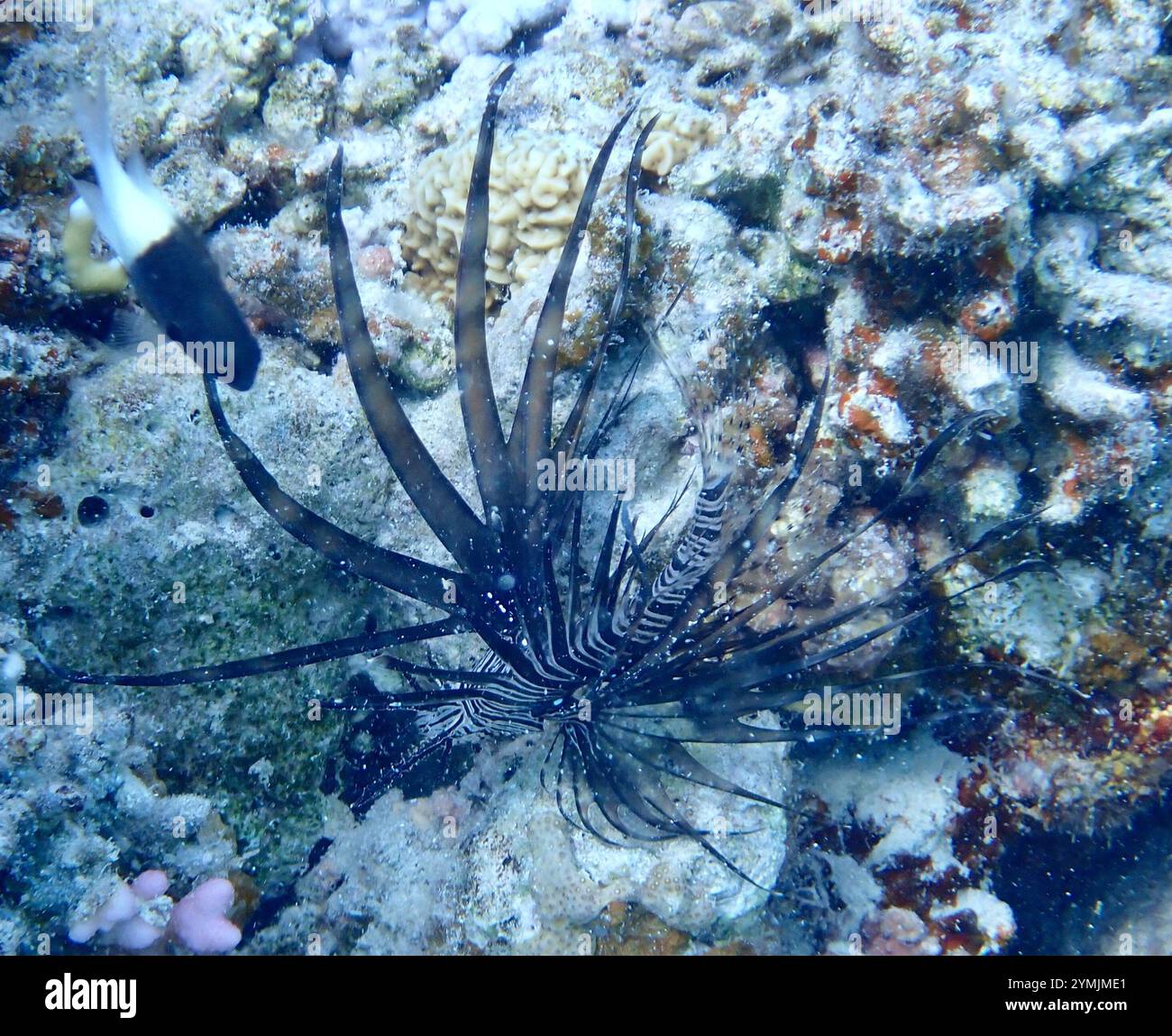 Indian Lionfish (Pterois miles Stock Photo - Alamy