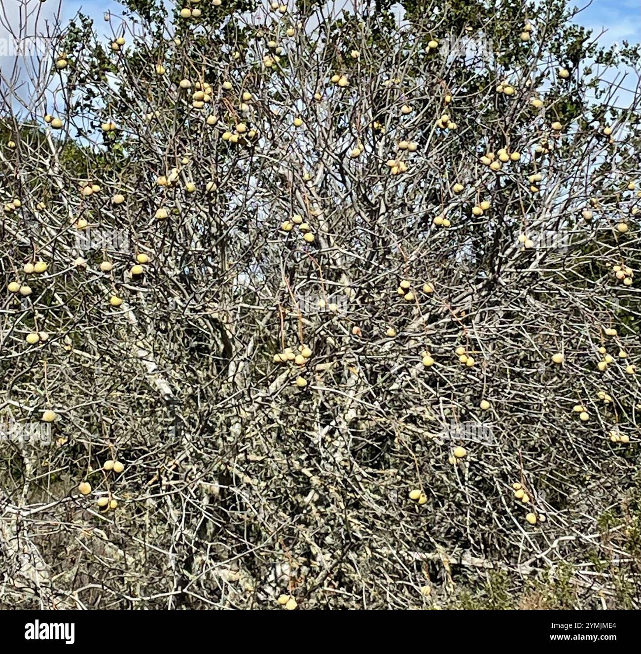 California buckeye (Aesculus californica Stock Photo - Alamy
