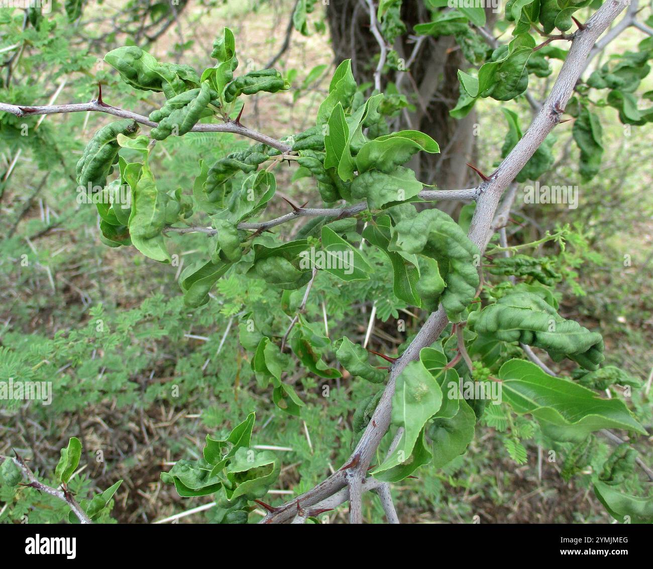 buffalo-thorn (Ziziphus mucronata Stock Photo - Alamy