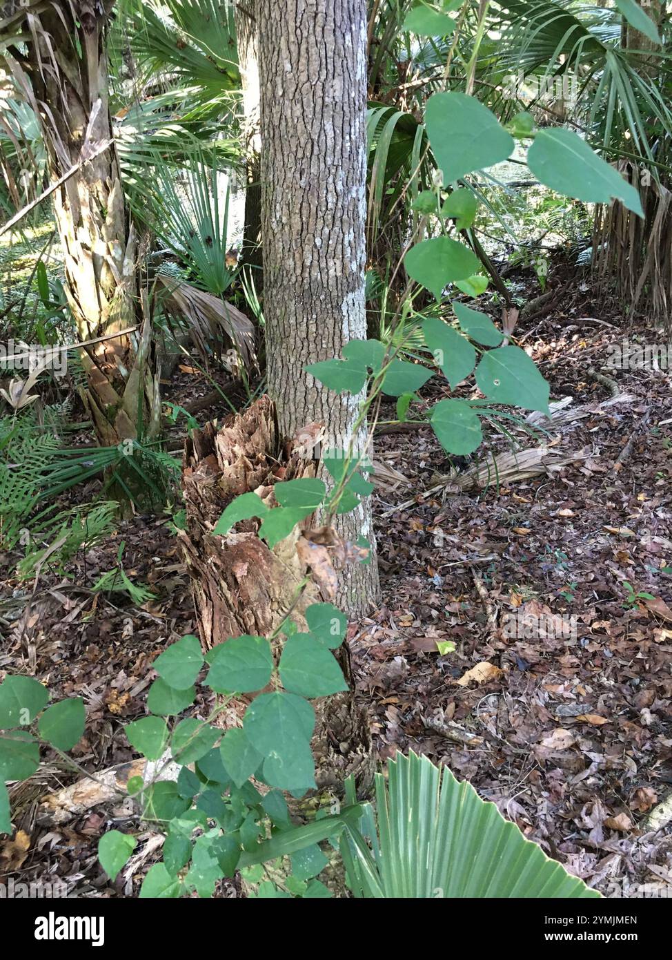 Polystachios hi-res stock photography and images - Alamy