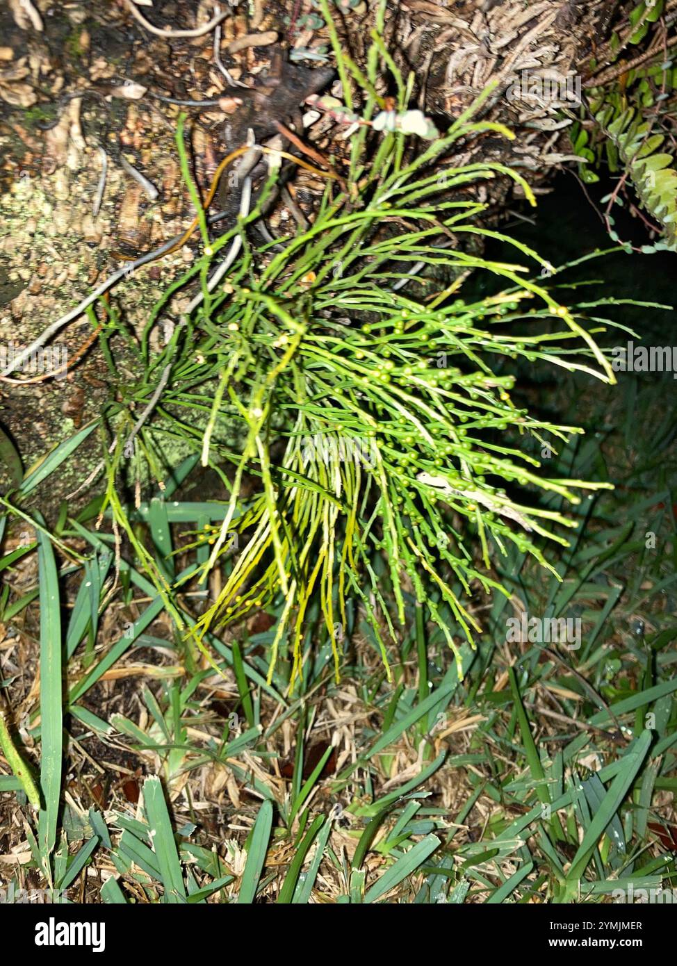 skeleton fork fern (Psilotum nudum Stock Photo - Alamy
