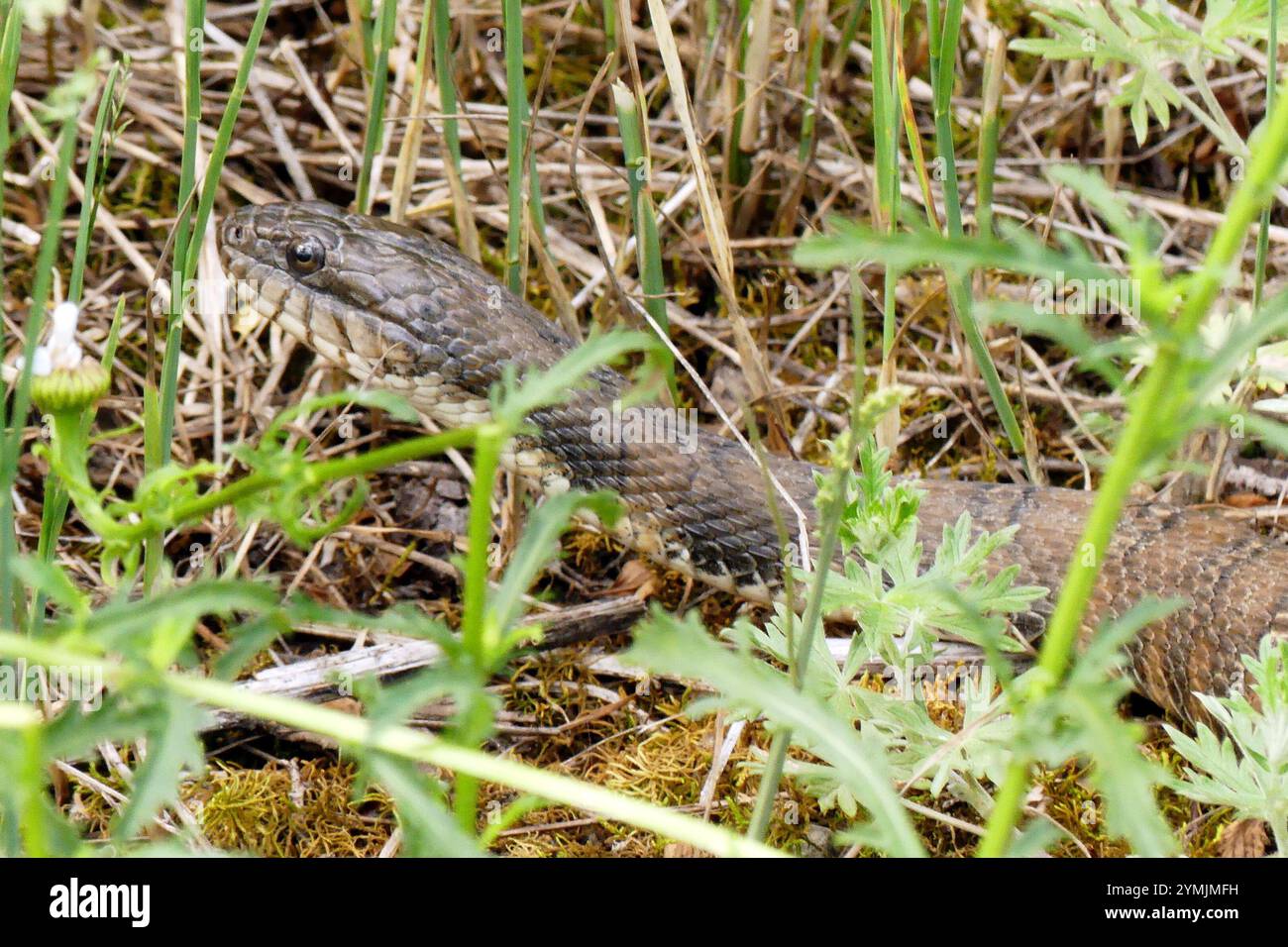 Northern Watersnake (Nerodia sipedon sipedon Stock Photo - Alamy