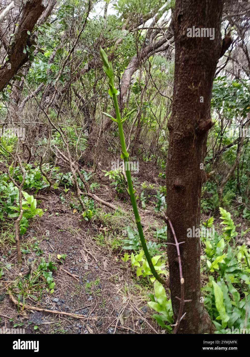 Tree Tutu (Coriaria arborea Stock Photo - Alamy