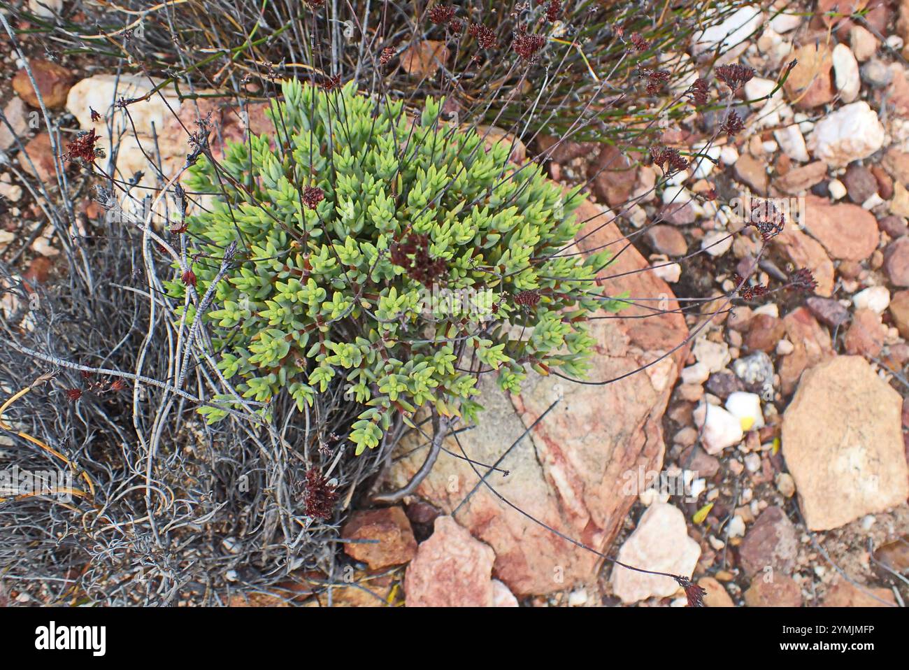(Crassula tetragona tetragona Stock Photo - Alamy