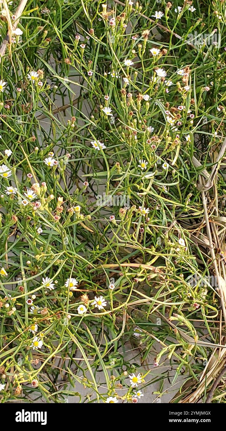 Perennial Saltmarsh Aster (Symphyotrichum tenuifolium Stock Photo - Alamy