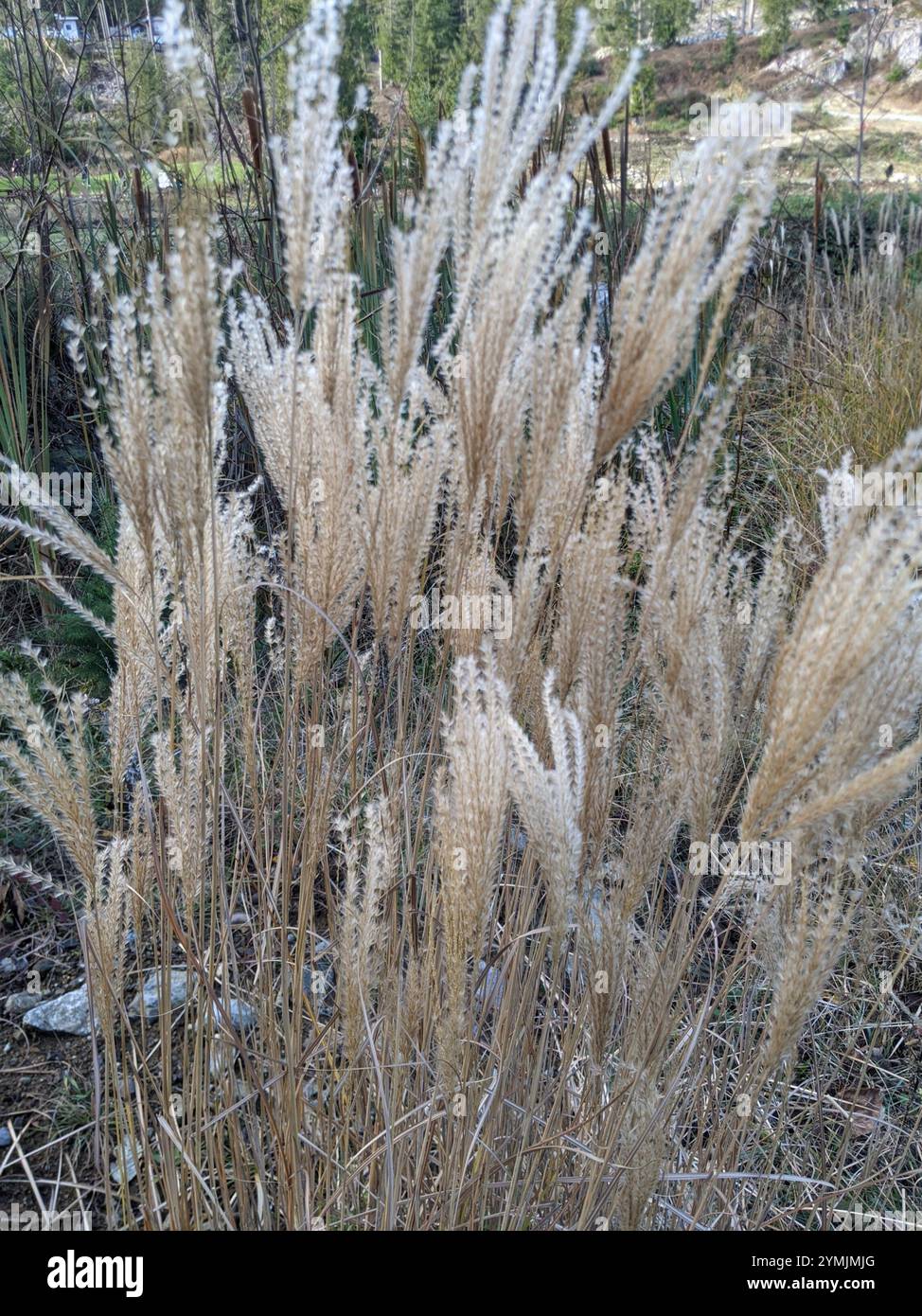 Chinese silver grass (Miscanthus sinensis Stock Photo - Alamy