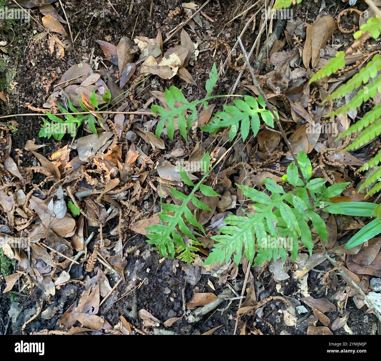 netted chain fern (Woodwardia areolata Stock Photo - Alamy