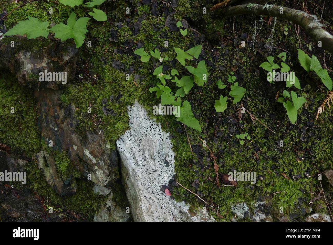 western rattlesnake root (Nabalus alatus Stock Photo - Alamy