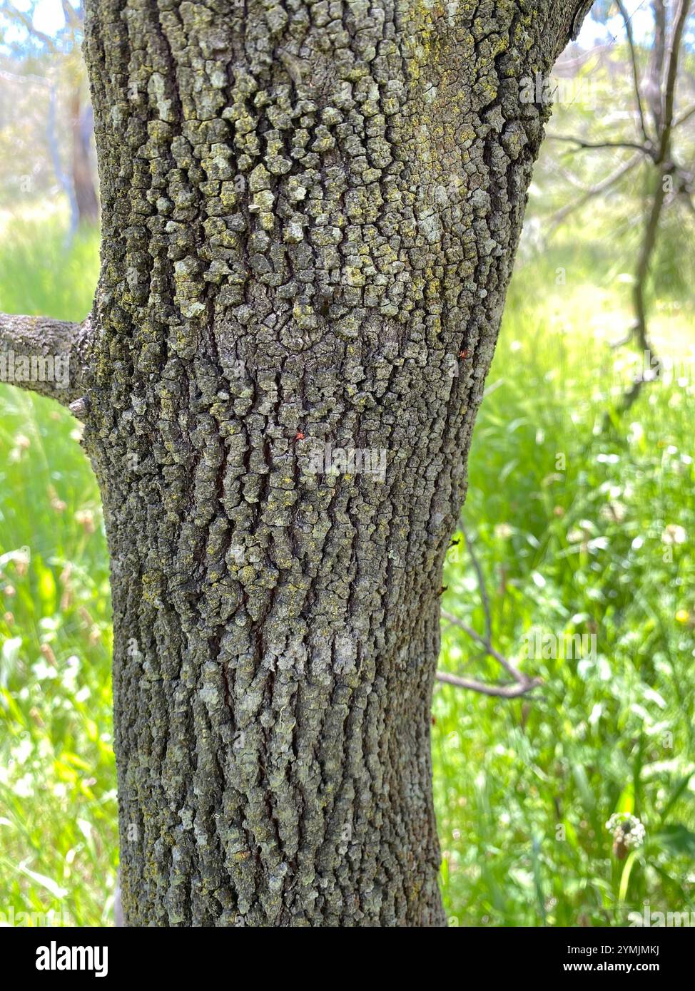 Exocarpos cupressiformis hi-res stock photography and images - Alamy