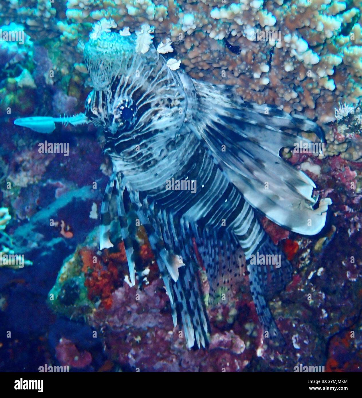 Indian Lionfish (Pterois miles Stock Photo - Alamy