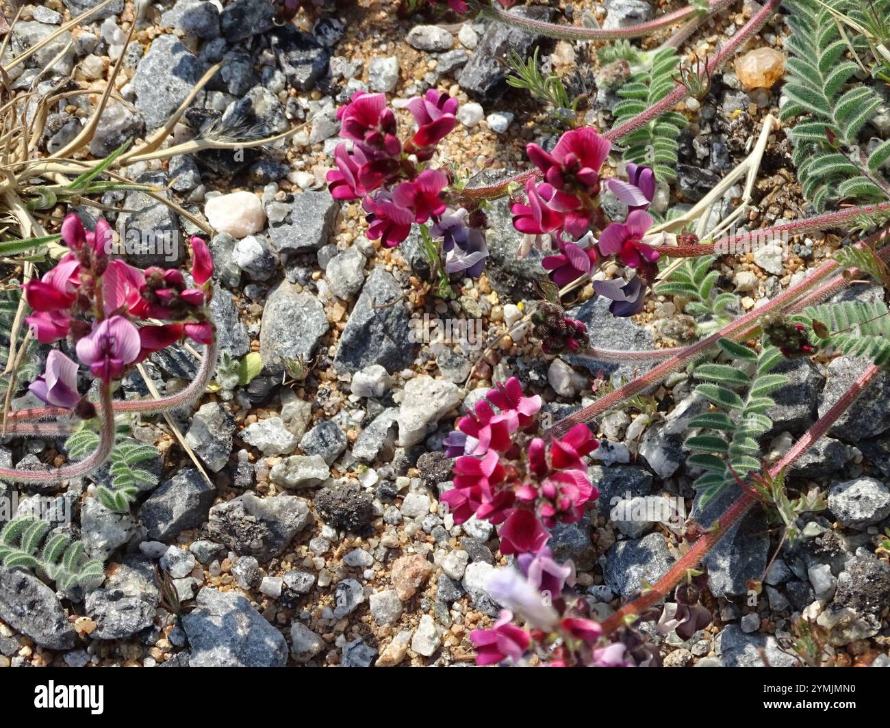 Kloekie Bubblepod (Lessertia diffusa Stock Photo - Alamy