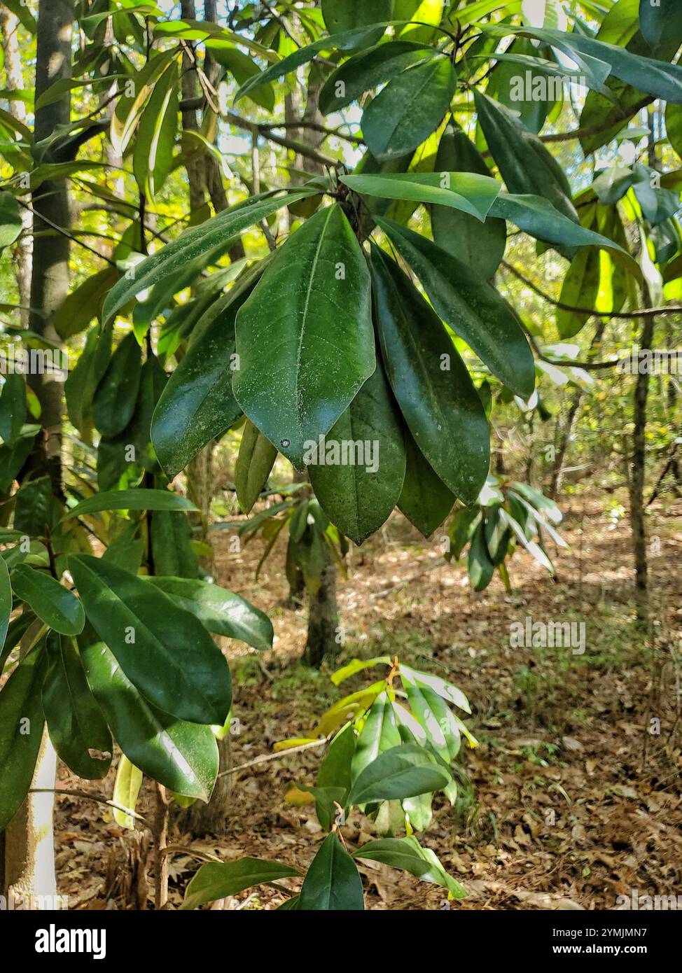 southern magnolia (Magnolia grandiflora Stock Photo - Alamy