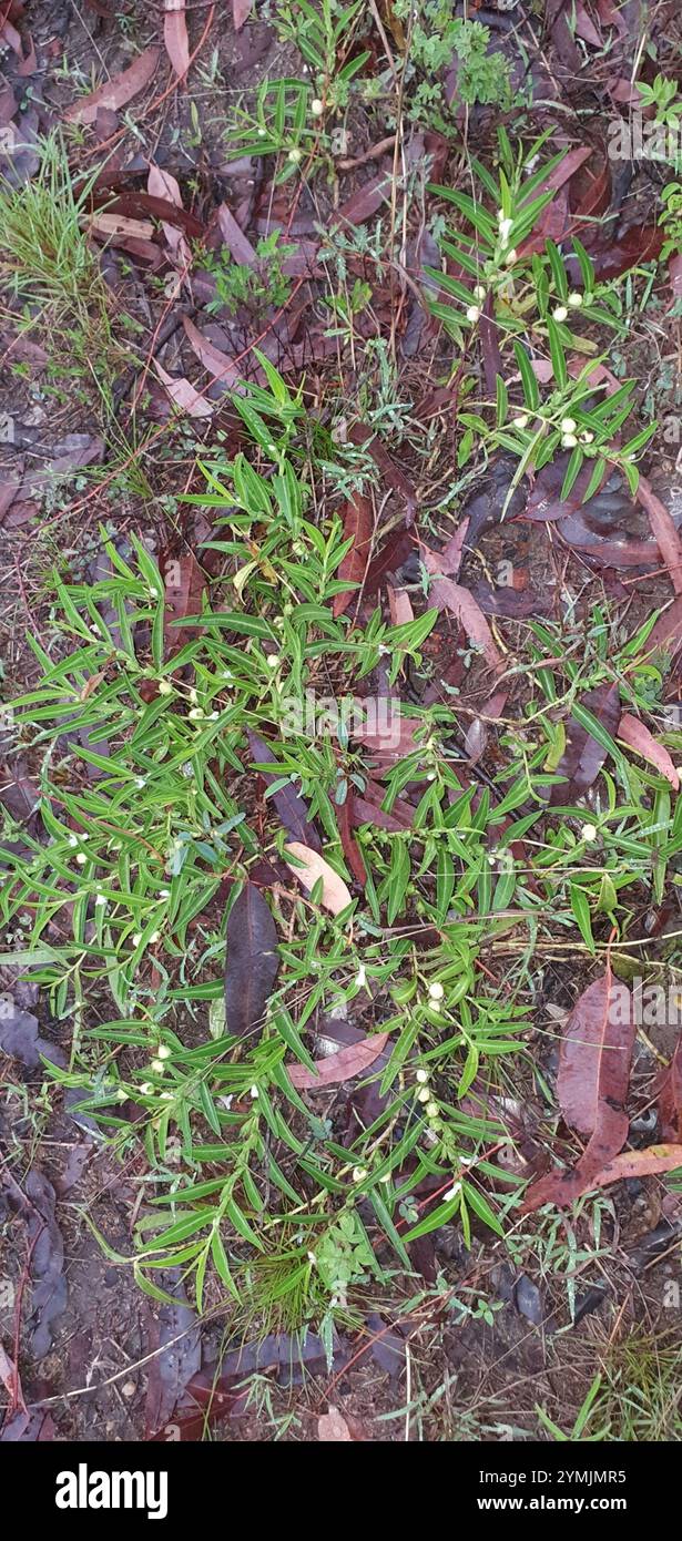 Winter Apple (Eremophila debilis Stock Photo - Alamy