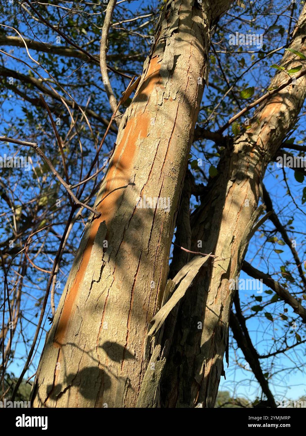Water Elm (Planera aquatica Stock Photo - Alamy